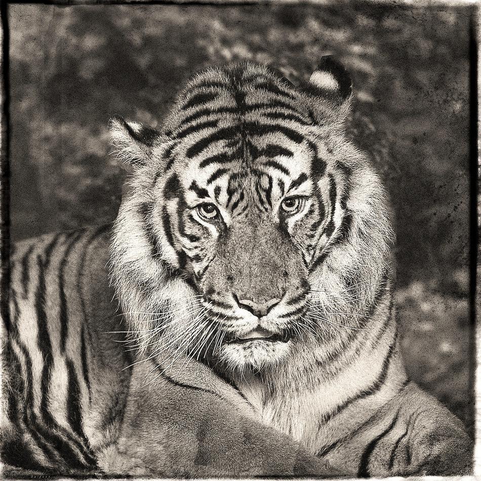 Sumatran Tiger Wallpaper 12935