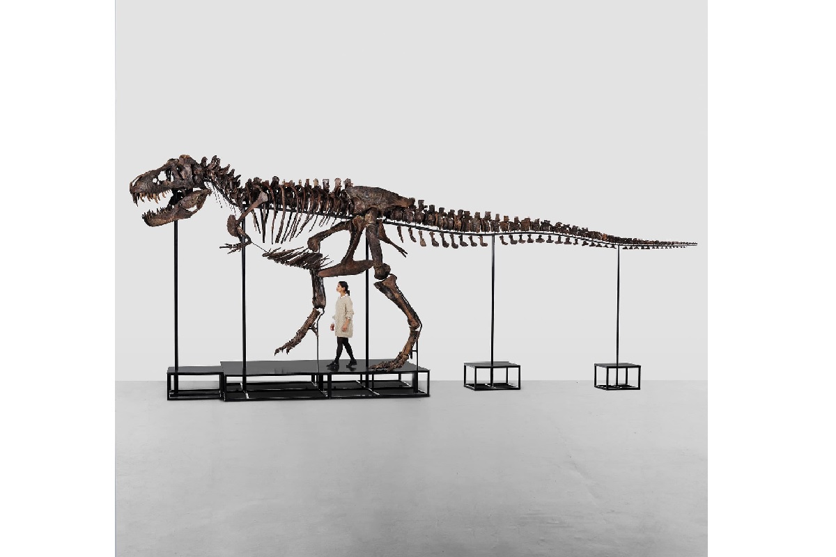Belgian Art Foundation Bought the $6M Tyrannosaurus Rex Skeleton ...
